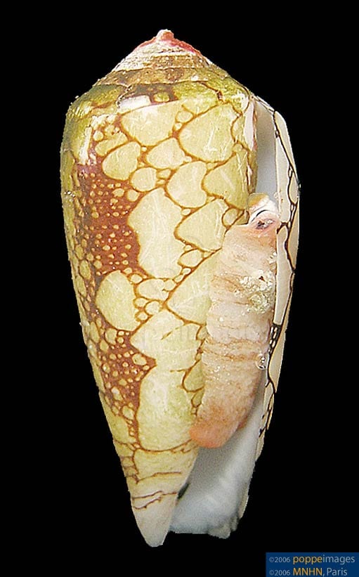 View by Species | POPPE-IMAGES | Conchology